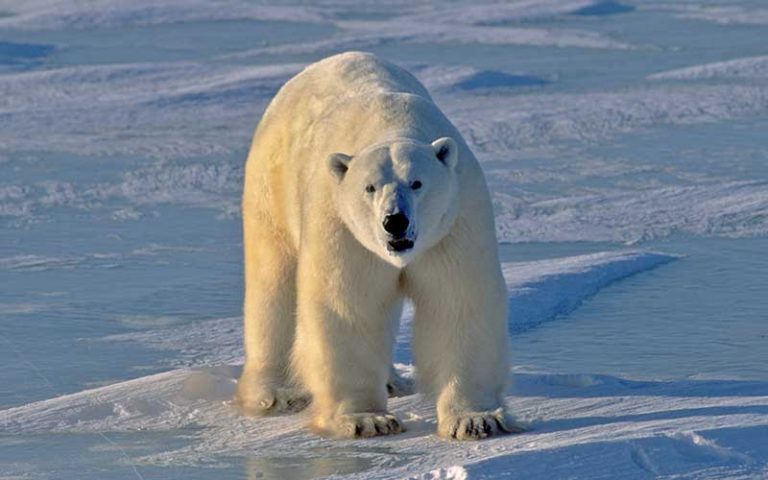 ⇒ El Oso Polar u Oso Blanco | Descripción, imágenes y...