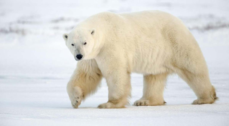 ⇒ El Oso Polar u Oso Blanco | Descripción, imágenes y...