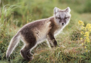 El Zorro Ártico o Zorro Polar | Animales de zona fría
