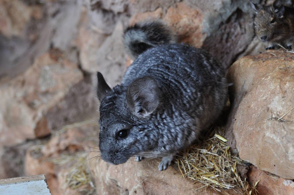 La Chinchilla | ¿Qué es? ¿Una mascota? ¿Es salvaje?