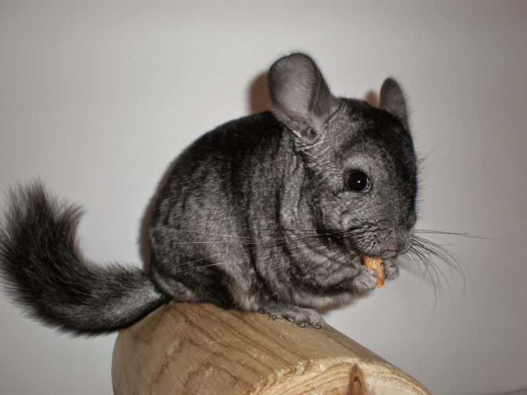 La Chinchilla | ¿Qué es? ¿Una mascota? ¿Es salvaje?