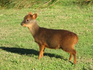 El Pudú Andino o Venado