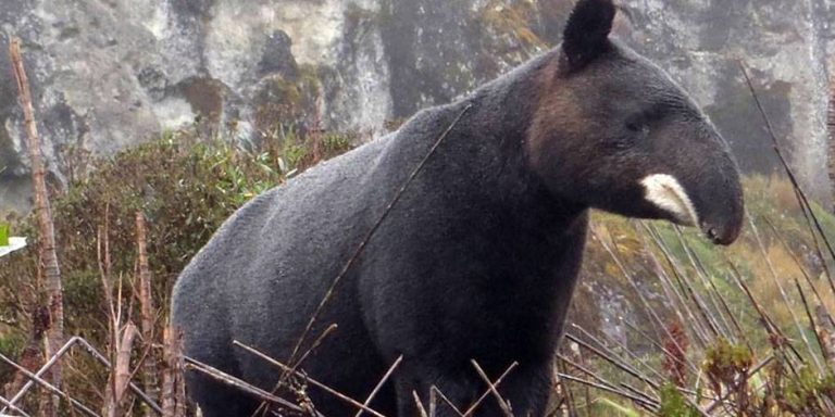 El Tapir Andino, Danta de Montaña o Danta Andina