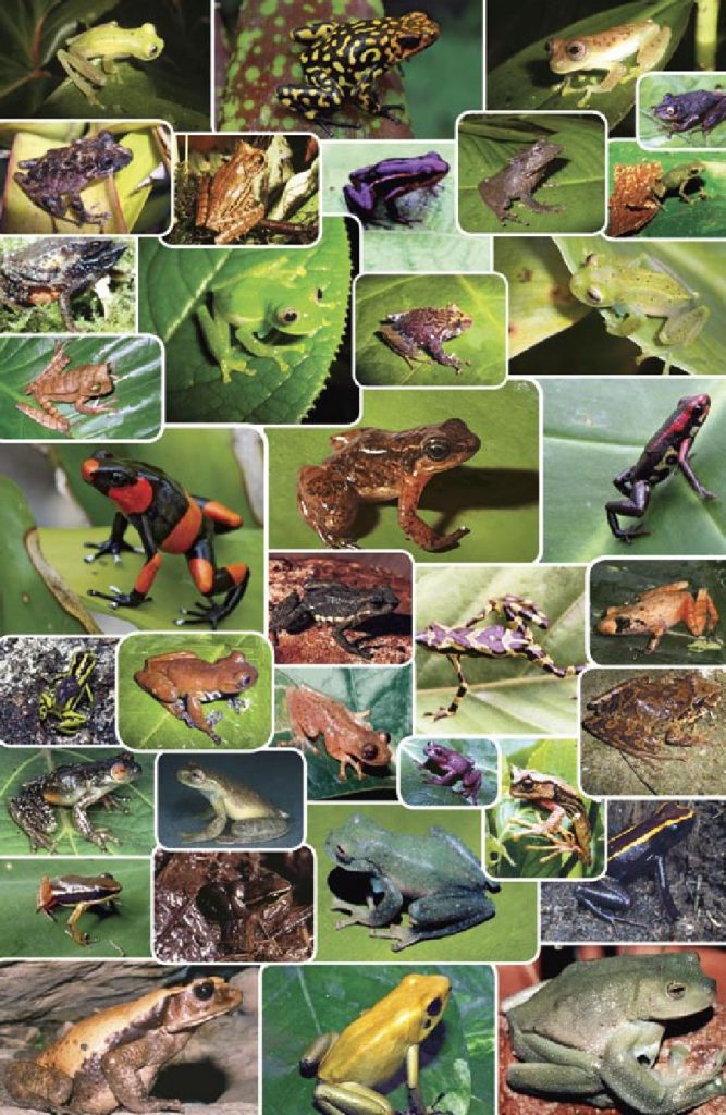 ⇒ Información sobre los anfibios | Características y grupos