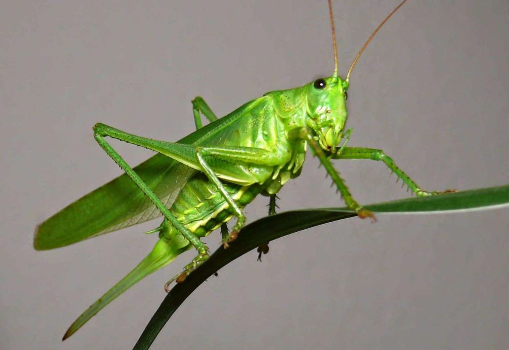 Insectos: Descubre el mundo de estos increíbles animales