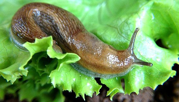 Las Babosas | Animales ItoniDS