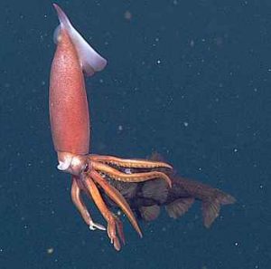 Los Calamares | Animales ItoniDS