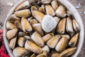 ⇒ ¿Qué es la macha, cuáles son sus características y dónde habita?