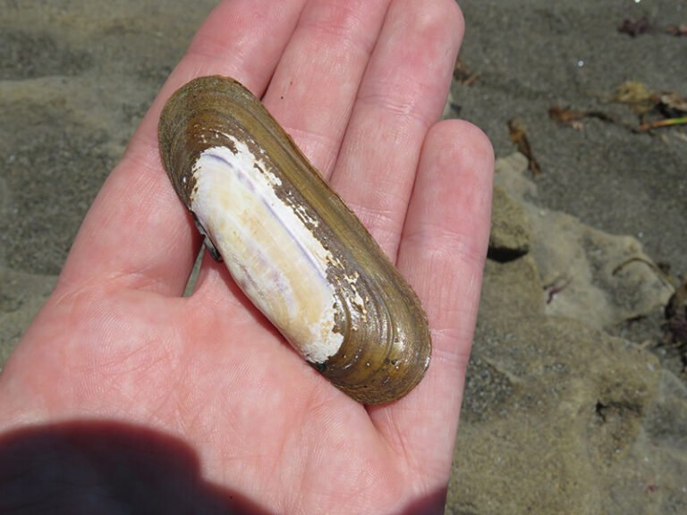 ⇒ Navajuelas | Características, hábitat y alimentación