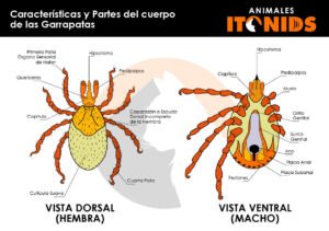 ⇒ ¿Cómo son las garraptas y qué enfermedades transmiten?
