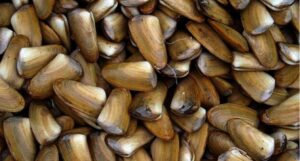 ⇒ ¿Qué es la macha, cuáles son sus características y dónde habita?