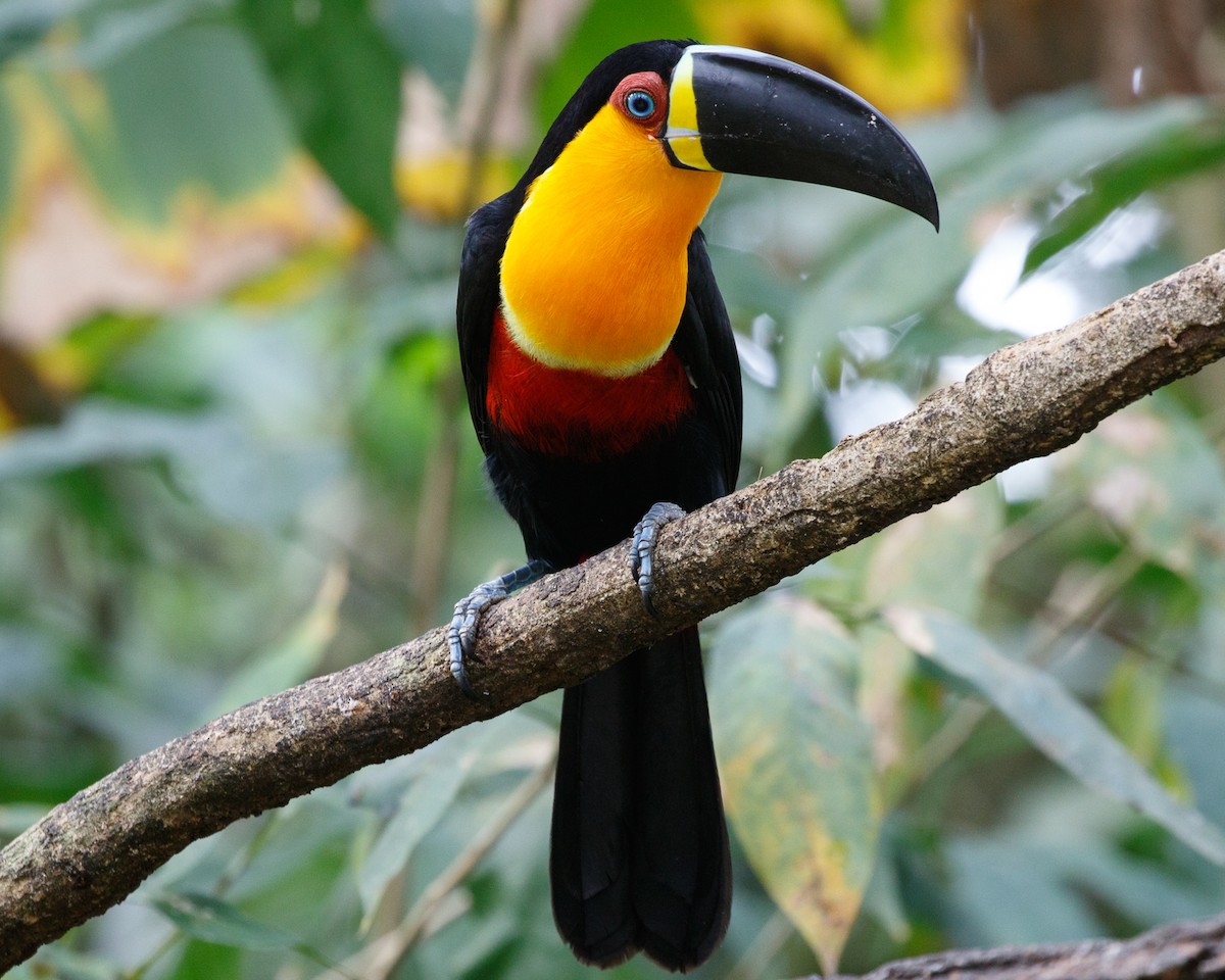 ⇒ El Tucán Ariel | Un Ave Tropical en Peligro de Extinción